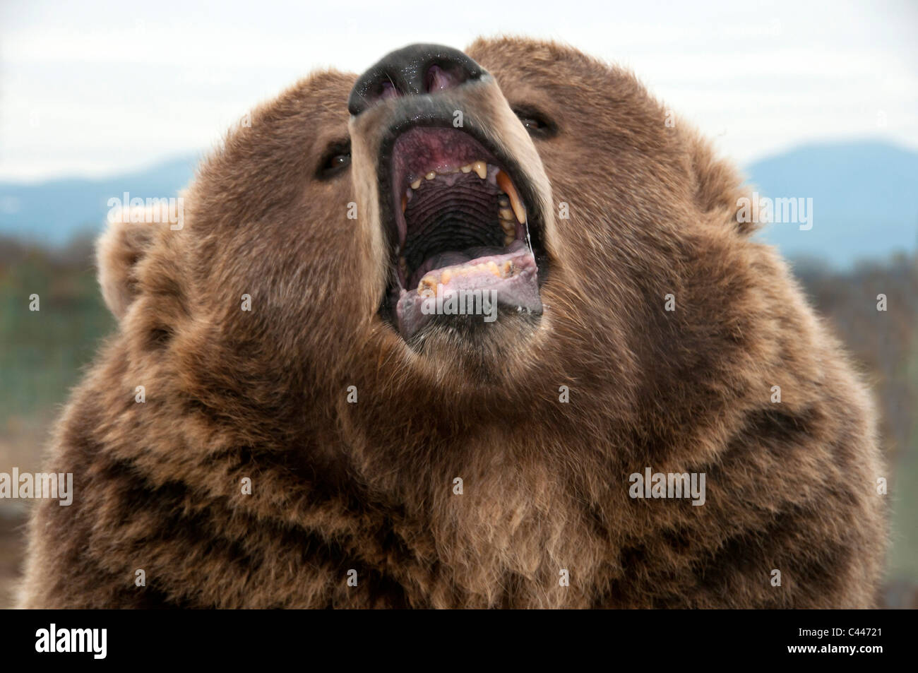 grizzly, ursus arctos, bear, portrait, head, mouth, close-up, open, animal Stock Photo - Alamy