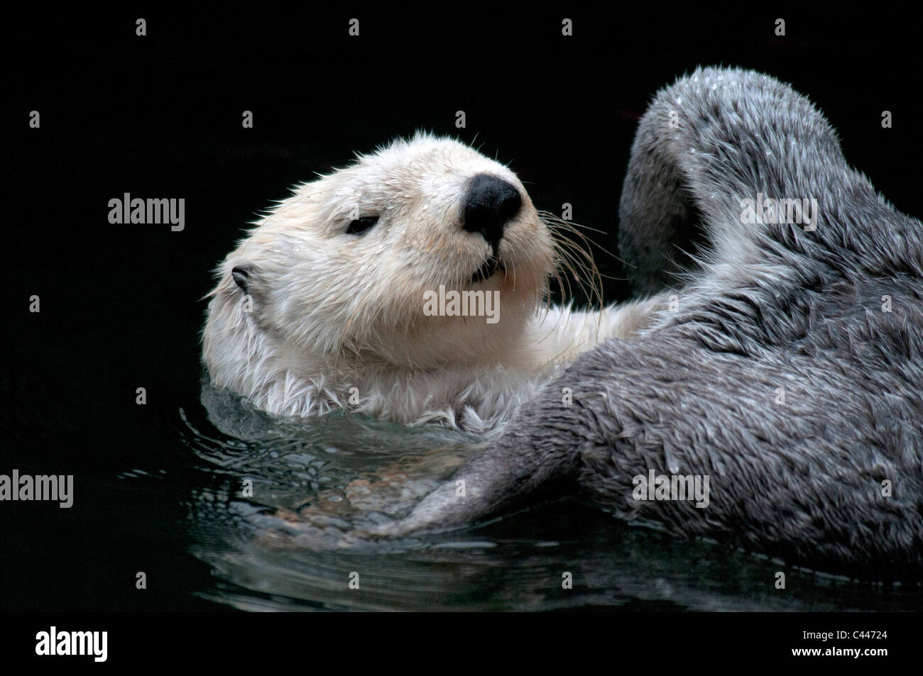 sea otter, enhydra lutris, animal, swimming, portrait, otter Stock ...