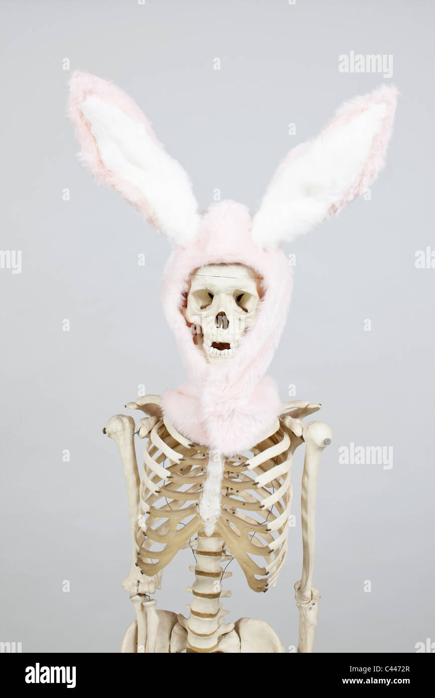 Rabbit skeleton hi-res stock photography and images - Alamy