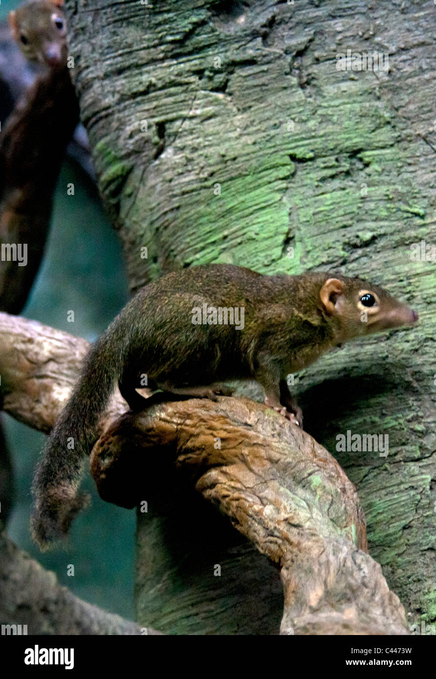 northern tree shrew, tupaia balangeri, tree shrew, portrait, sitting ...