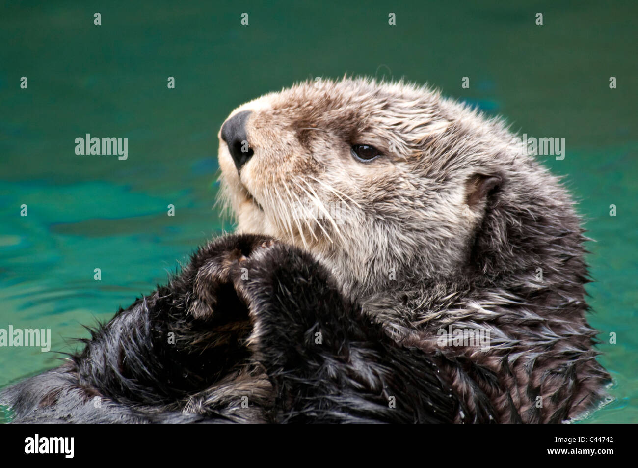 sea otter, enhydra lutris, animal, swimming, portrait, otter Stock ...