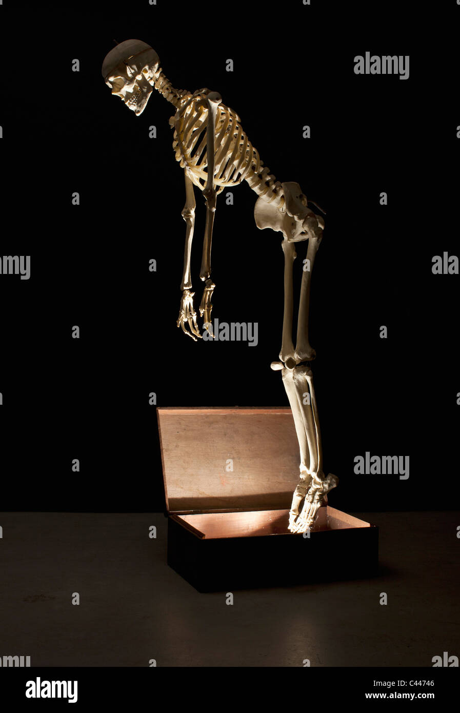 Human skeleton full length hi-res stock photography and images - Alamy