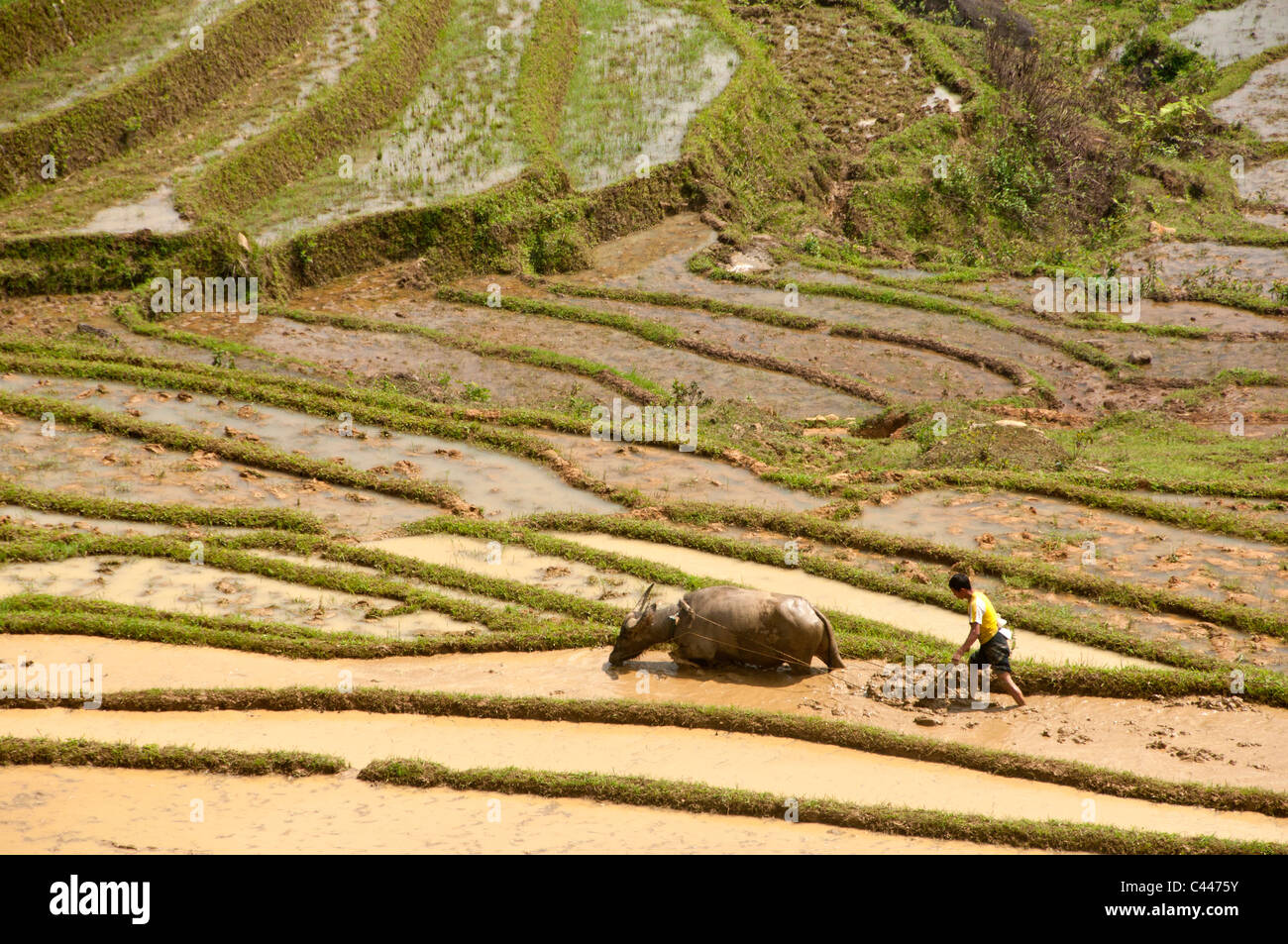 Rice field, terracing, Sapa, Northern Vietnam, Vietnam, Asia, rice ...