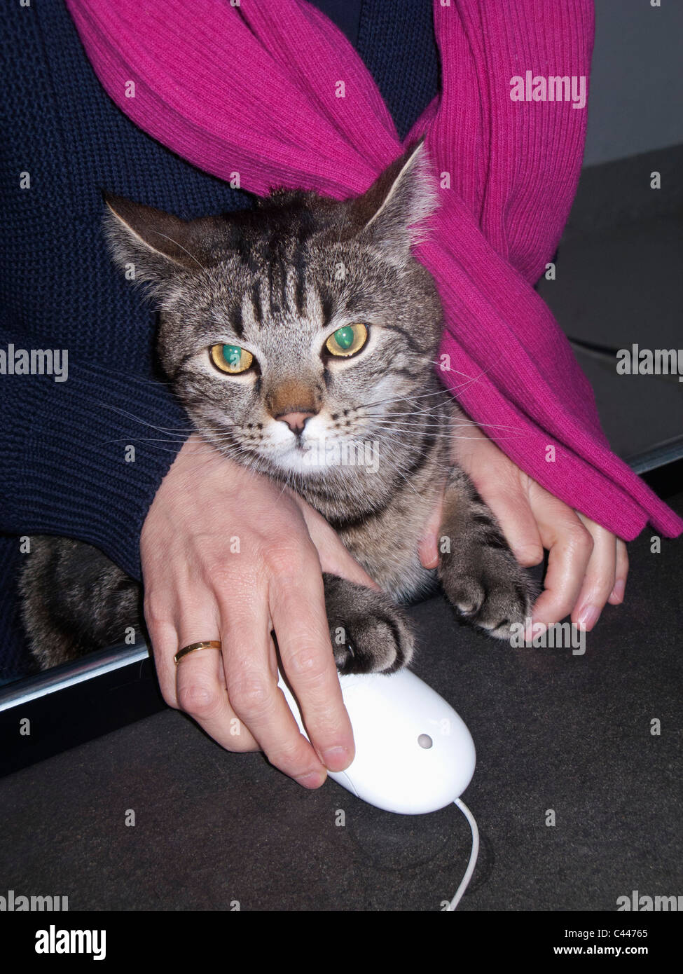 Cat computer mouse animal hi-res stock photography and images - Alamy