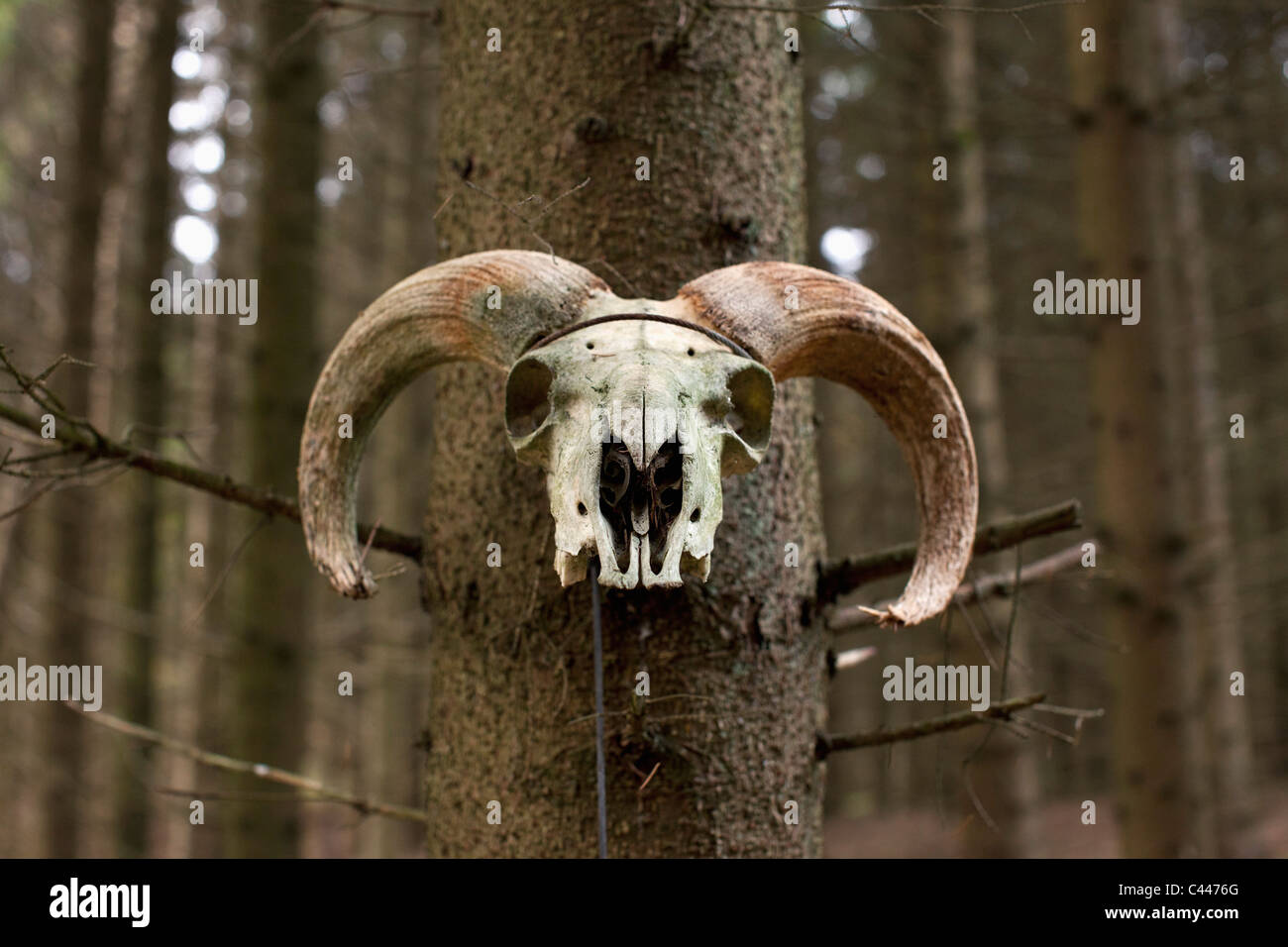 Ram Animal Head Skull