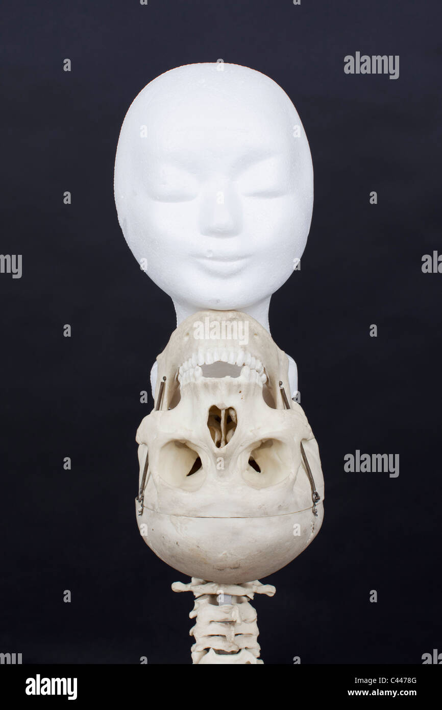 Human skull representation hi-res stock photography and images - Alamy