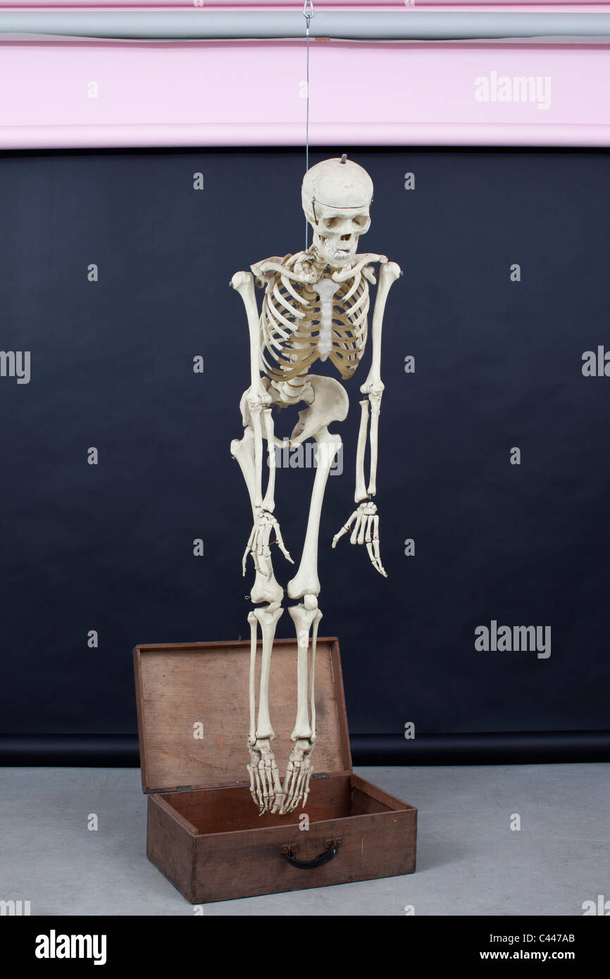 Human skeleton full length hi-res stock photography and images - Alamy