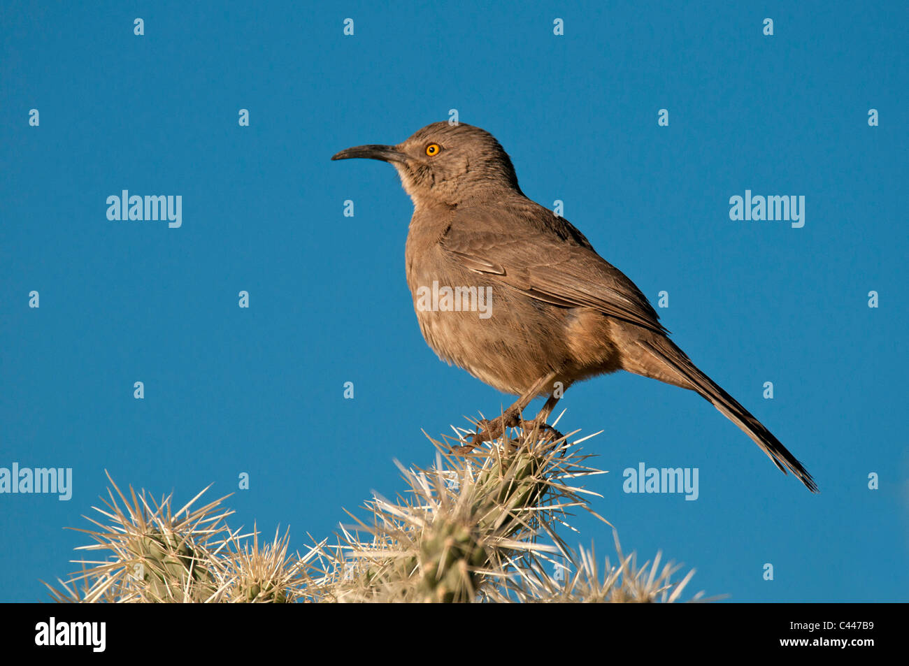 cactus wren, bird, animal, portrait, saguaro cactus, Organ pipe Cactus ...
