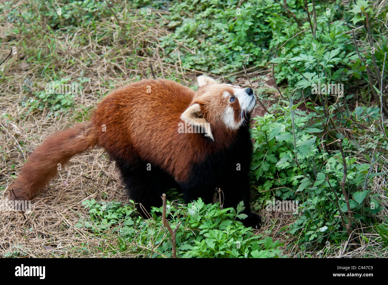 Chengdu panda breeding and research center hi-res stock photography and ...