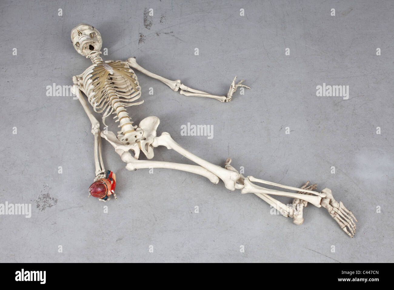 A skeleton in the death pose Stock Photo - Alamy