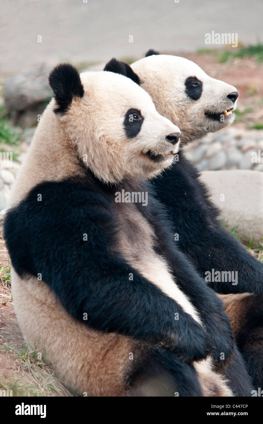 Panda breeding research center hi-res stock photography and images - Alamy