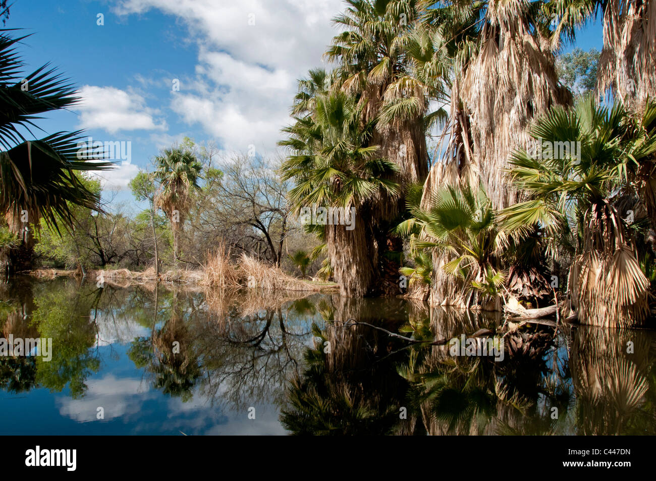 Agua Caliente Park, Tucson, Arizona, March, trees, USA, North America ...