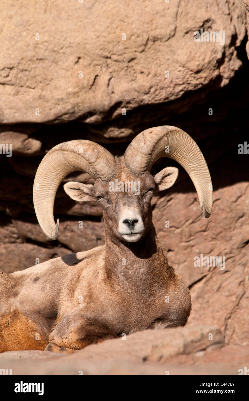 desert bighorn sheep, sheep, animal, desert, portrait, rocks Stock ...