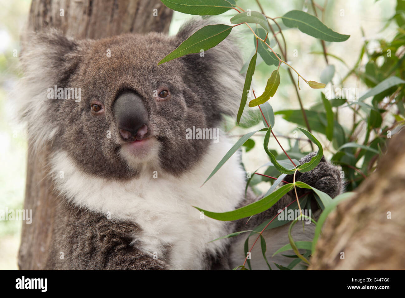 Koala hi-res stock photography and images - Alamy