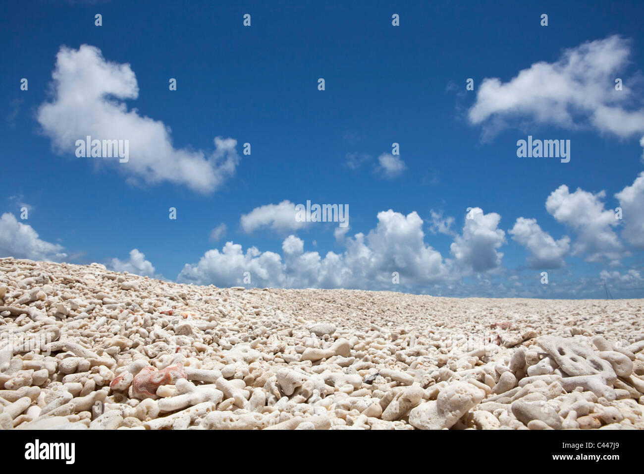 Coral on a beach Stock Photo - Alamy