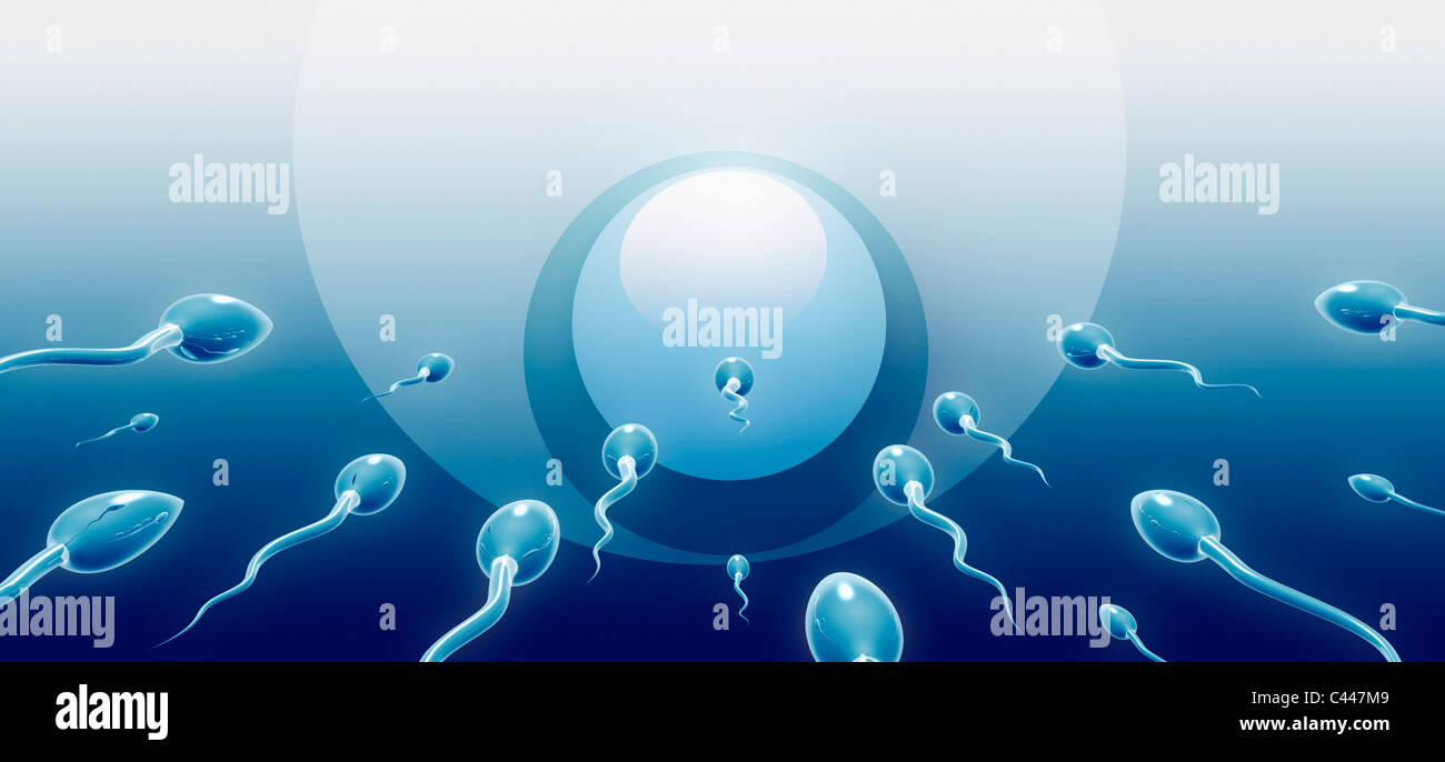 Sperm swimming towards an ovum, rear view Stock Photo - Alamy