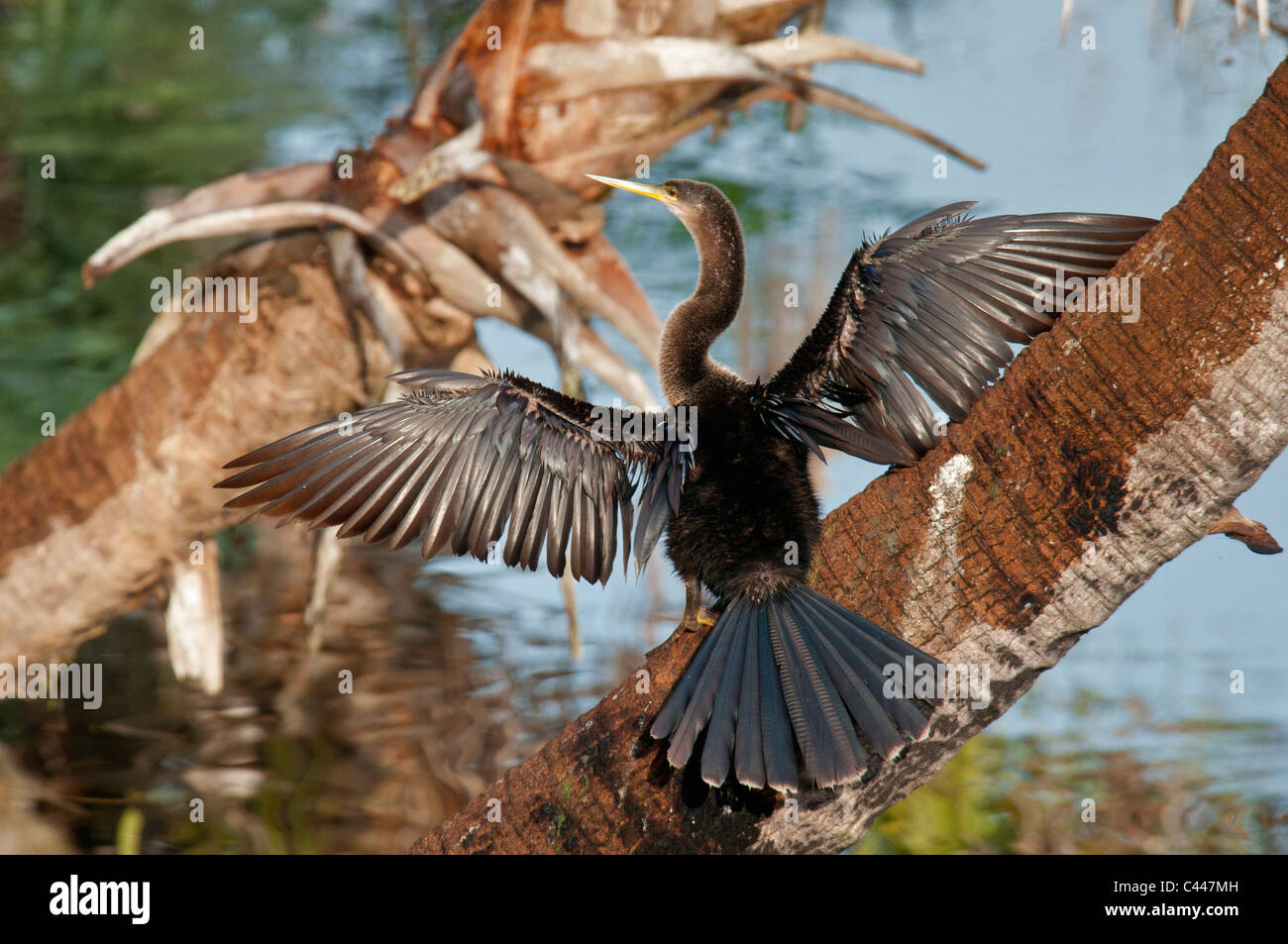 Baby anhinga, anhinga anhinga, Florida, USA, North America, America ...