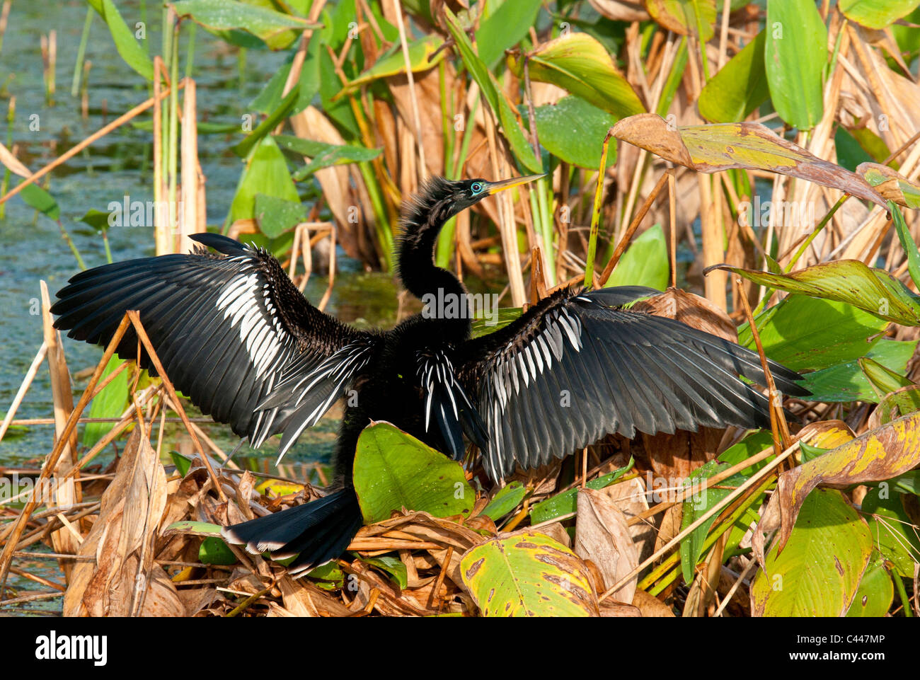 Baby anhinga, anhinga anhinga, Florida, USA, North America, America ...