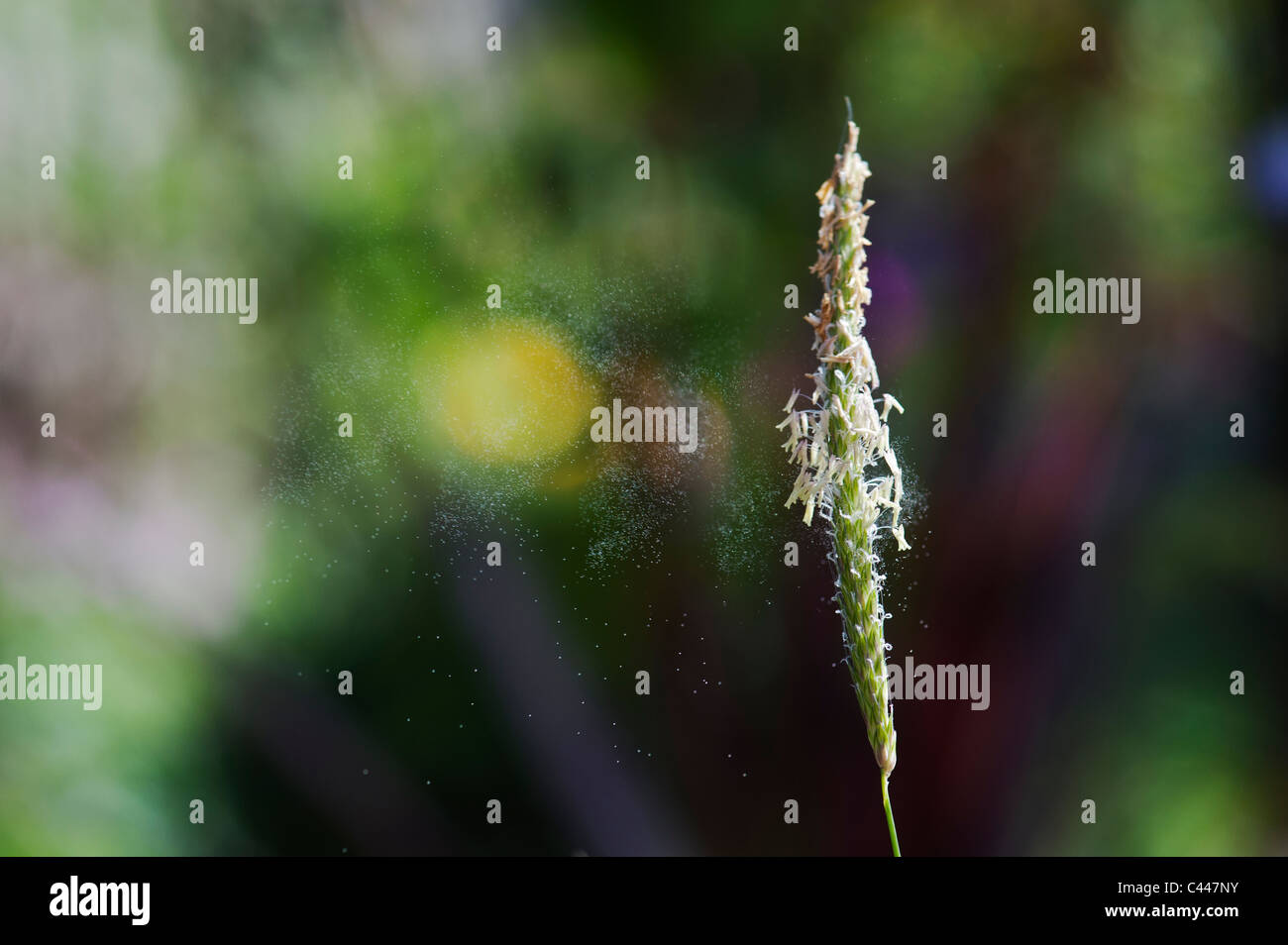 Release seed hi-res stock photography and images - Alamy