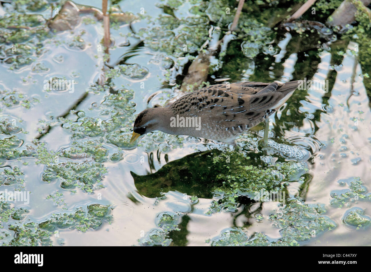 sora, porzana carolina, Florida, USA, North America, animal, bird ...