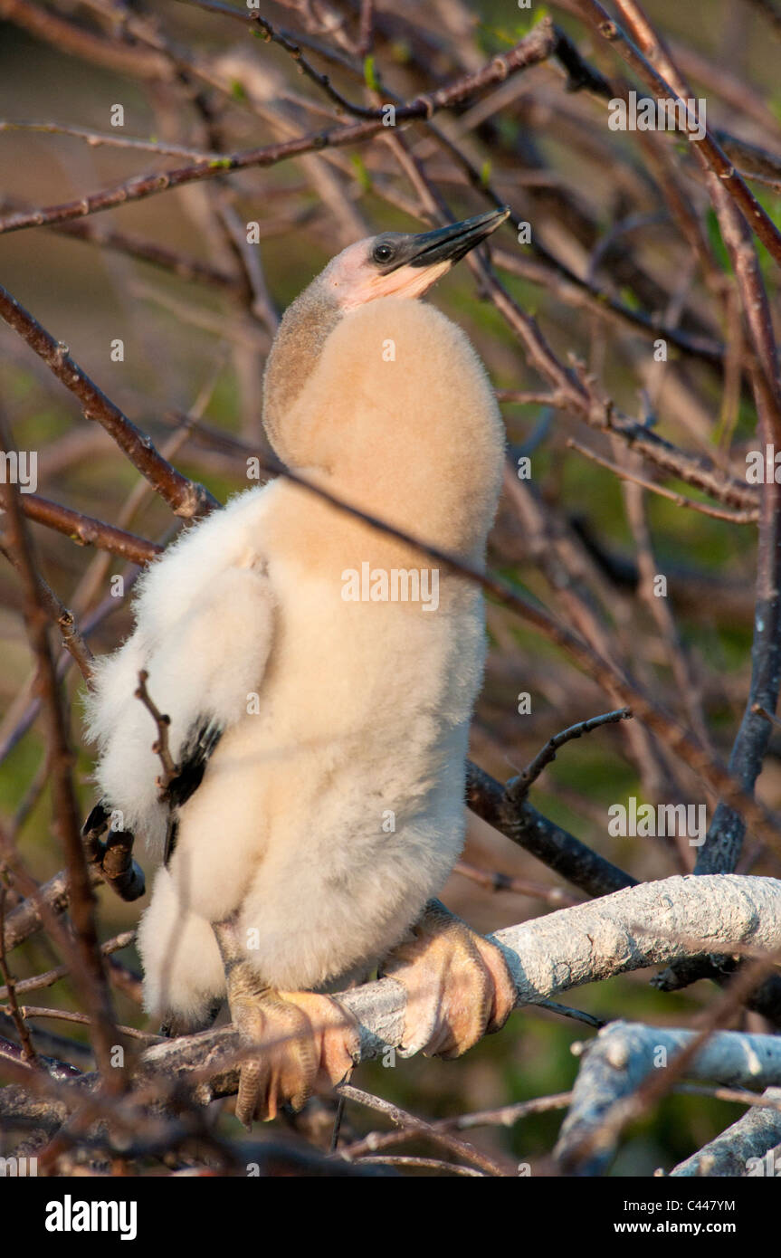 Baby anhinga, nesting, anhinga anhinga, Florida, USA, North America ...