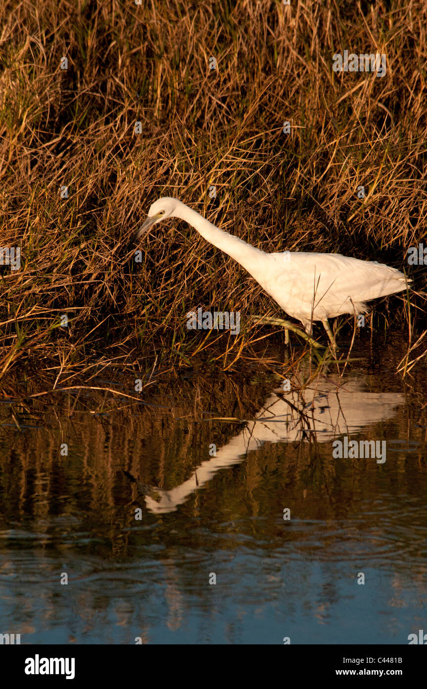 Immature Little Blue Heron High Resolution Stock Photography and Images ...