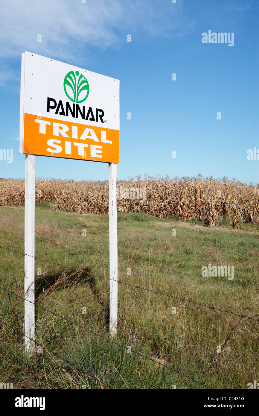 Gm corn High Resolution Stock Photography and Images - Alamy