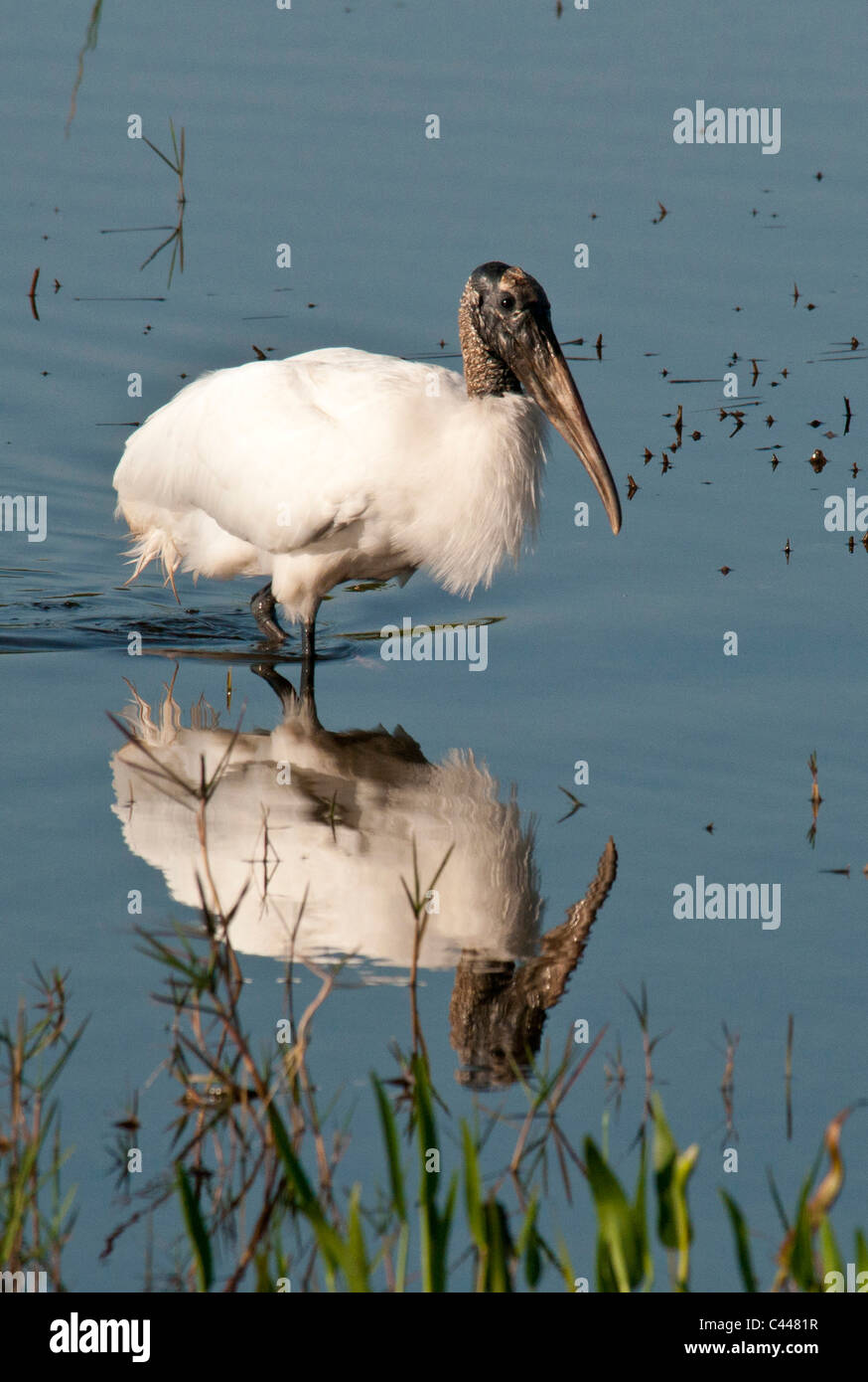 wood stork, mycteria Americana, stork, animal, bird, USA, North America ...