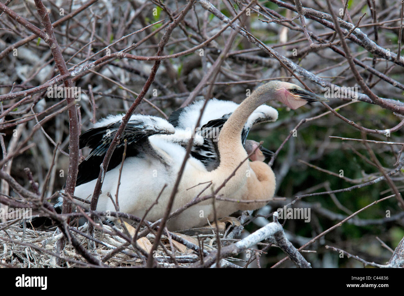Baby anhinga, nesting, anhinga anhinga, Florida, USA, North America ...