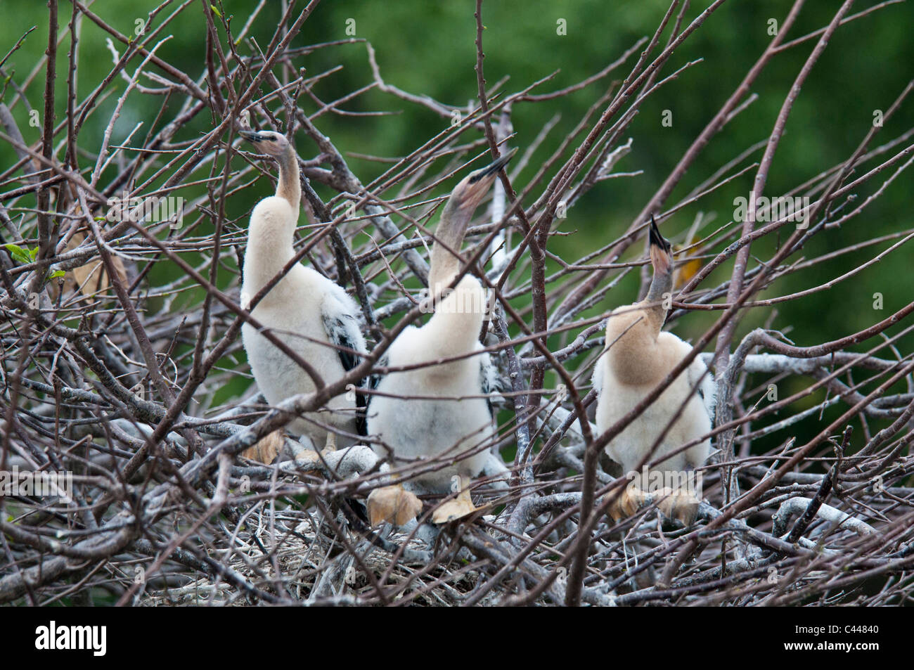 Baby anhinga, nesting, anhinga anhinga, Florida, USA, North America ...