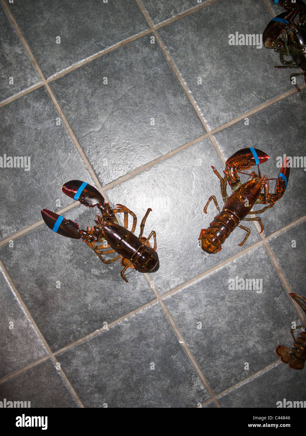 Escape behavior hi-res stock photography and images - Alamy