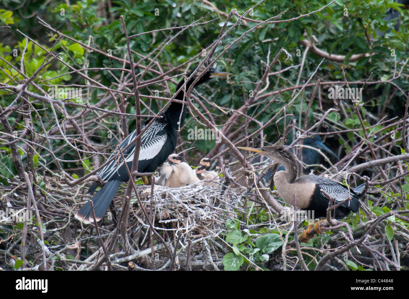 Baby anhinga, nesting, anhinga anhinga, Florida, USA, North America ...