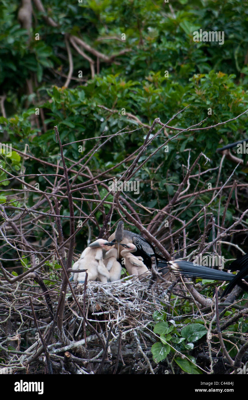 Baby anhinga, nesting, anhinga anhinga, Florida, USA, North America ...