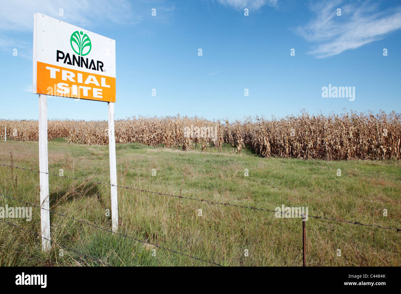 Hybrid corn crop hi-res stock photography and images - Alamy