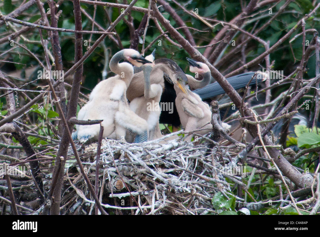 Anhinga nest hi-res stock photography and images - Alamy