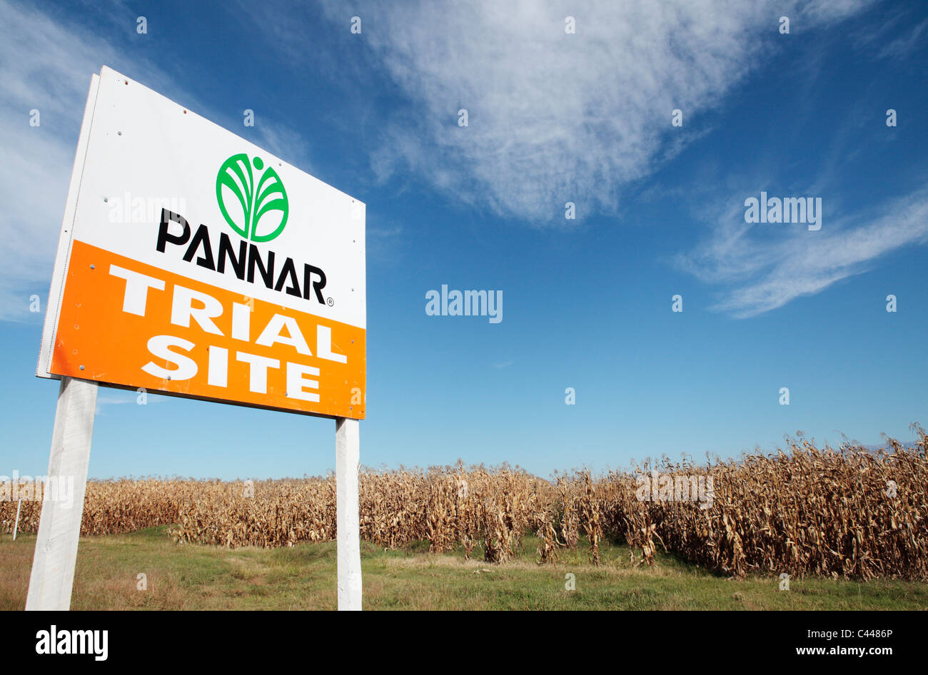 Hybrid corn crop hi-res stock photography and images - Alamy