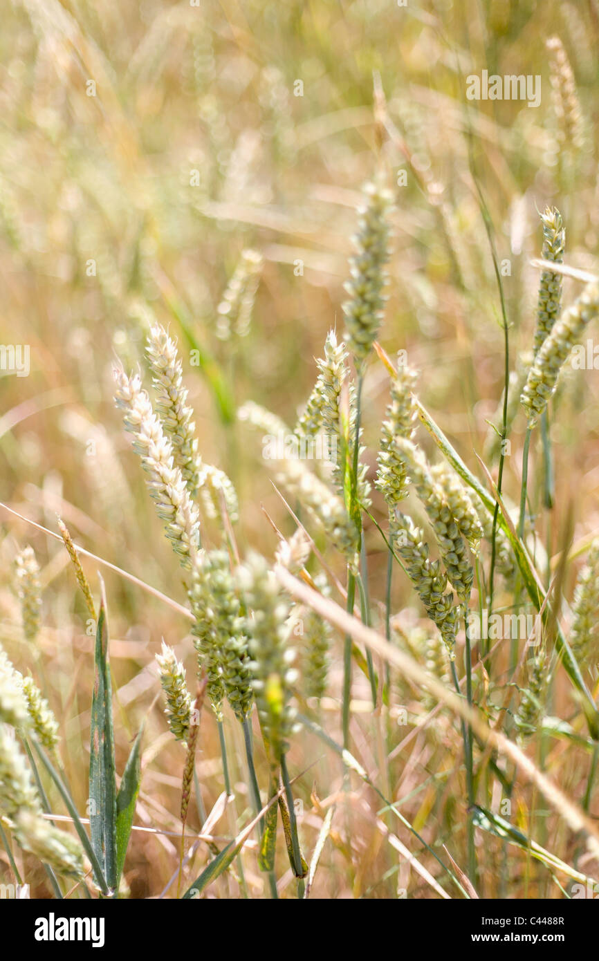 Close up wheat in field hi-res stock photography and images - Alamy