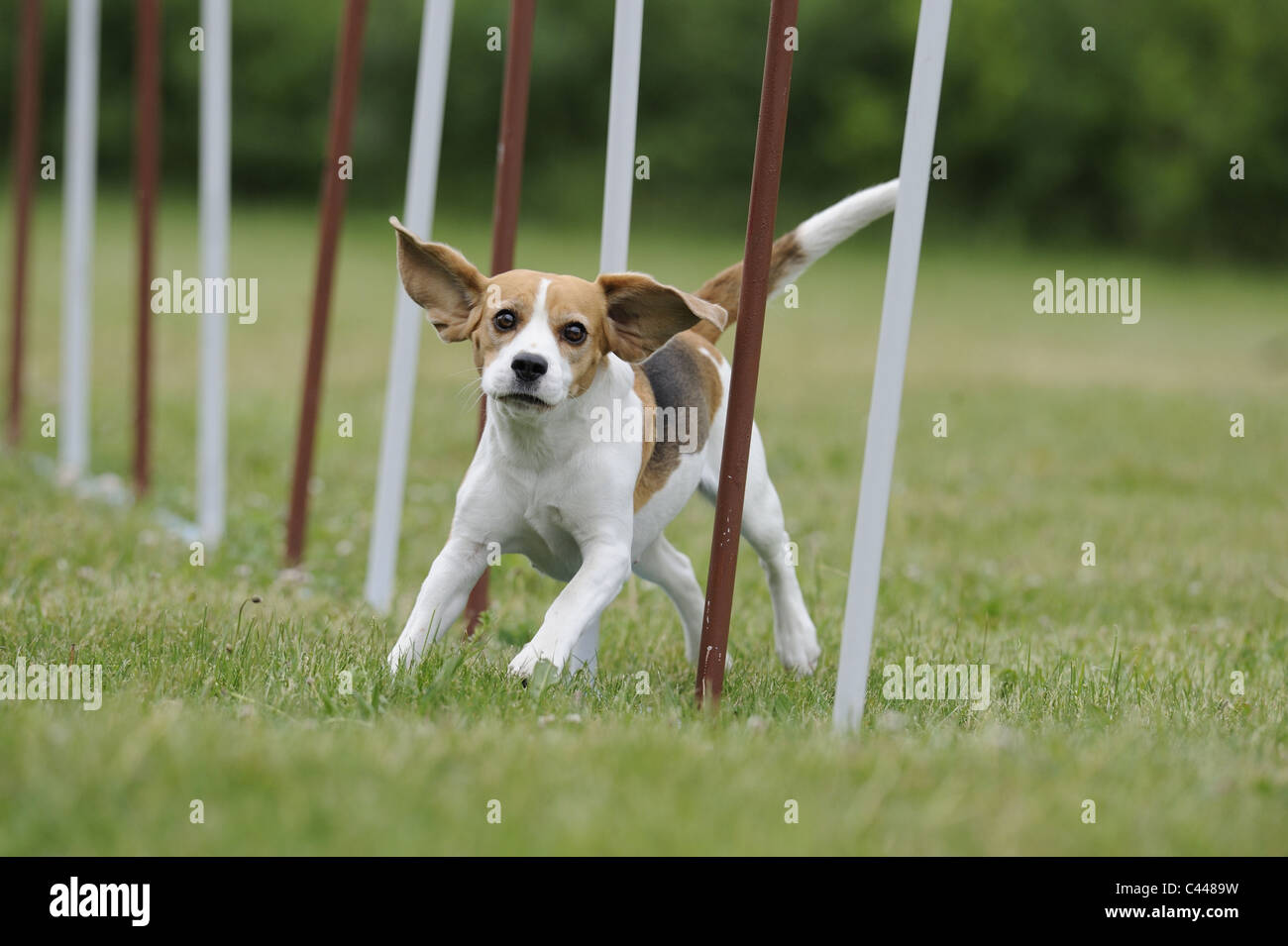 Beagle (Canis lupus familiaris) demonstrating fast weave poles in an ...
