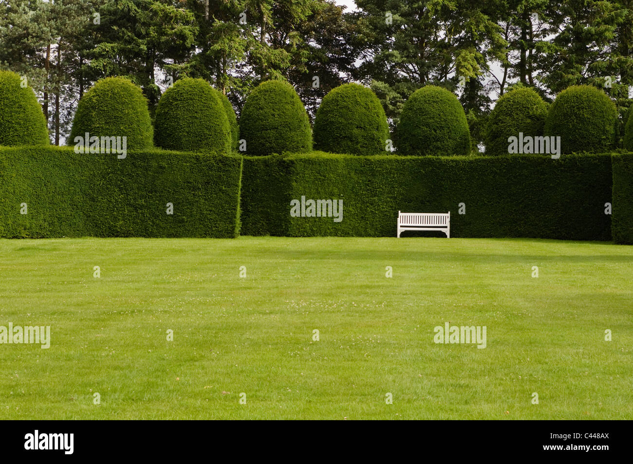 Wooden bench on large English garden lawn with hedge and topiary Stock ...