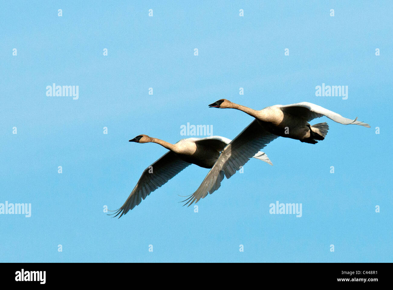 trumpeter swans, Cygnus buccinator, endangered, swans, birds, animals ...