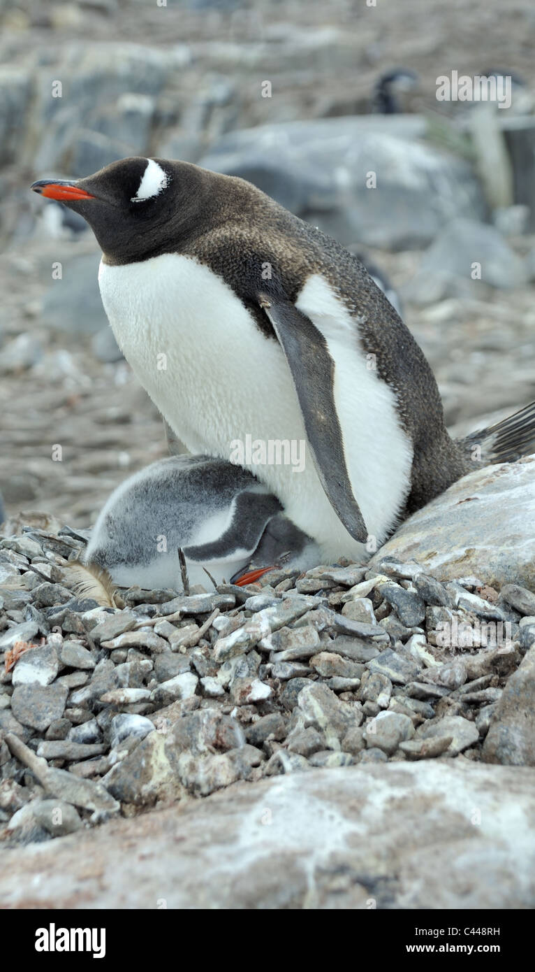 Antarctica jougla point hi-res stock photography and images - Alamy
