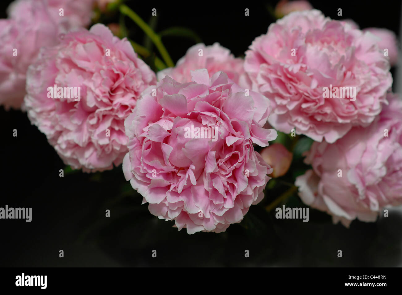 Best peony to plant hi-res stock photography and images - Alamy