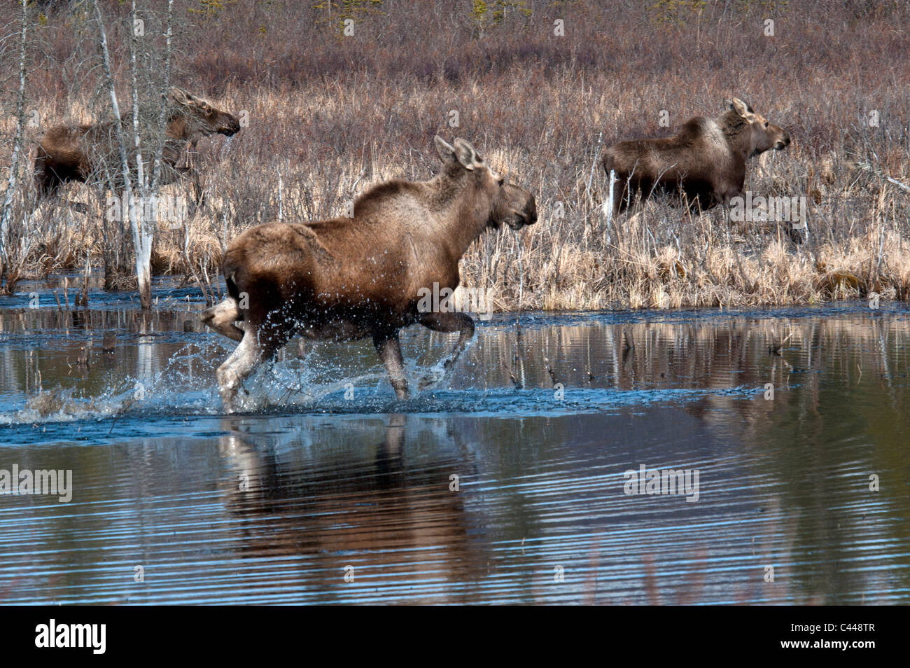 Running moose hi-res stock photography and images - Alamy