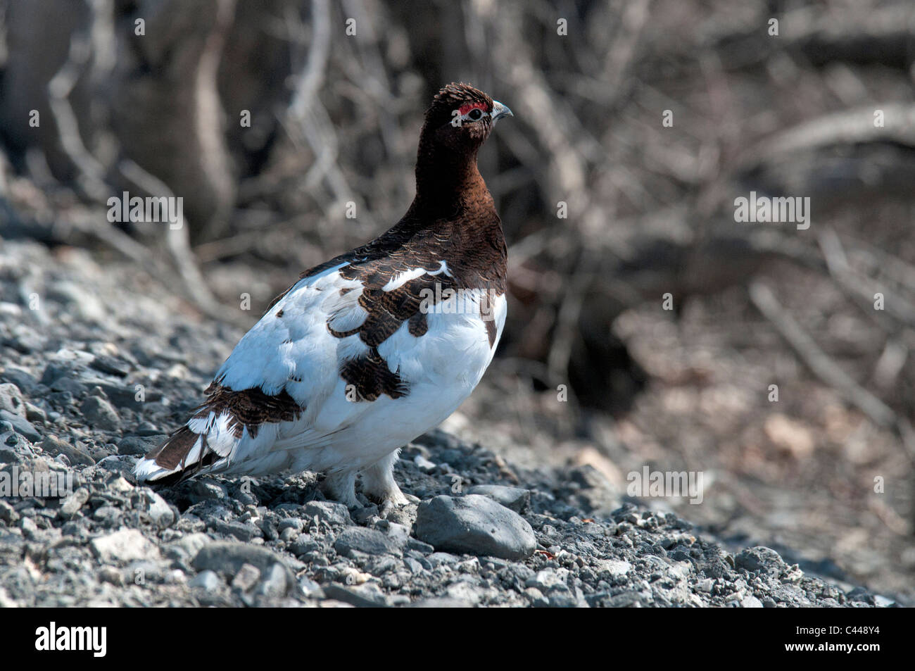 willow ptarmigan, Denali National Park, may, grouse, bird, animal ...