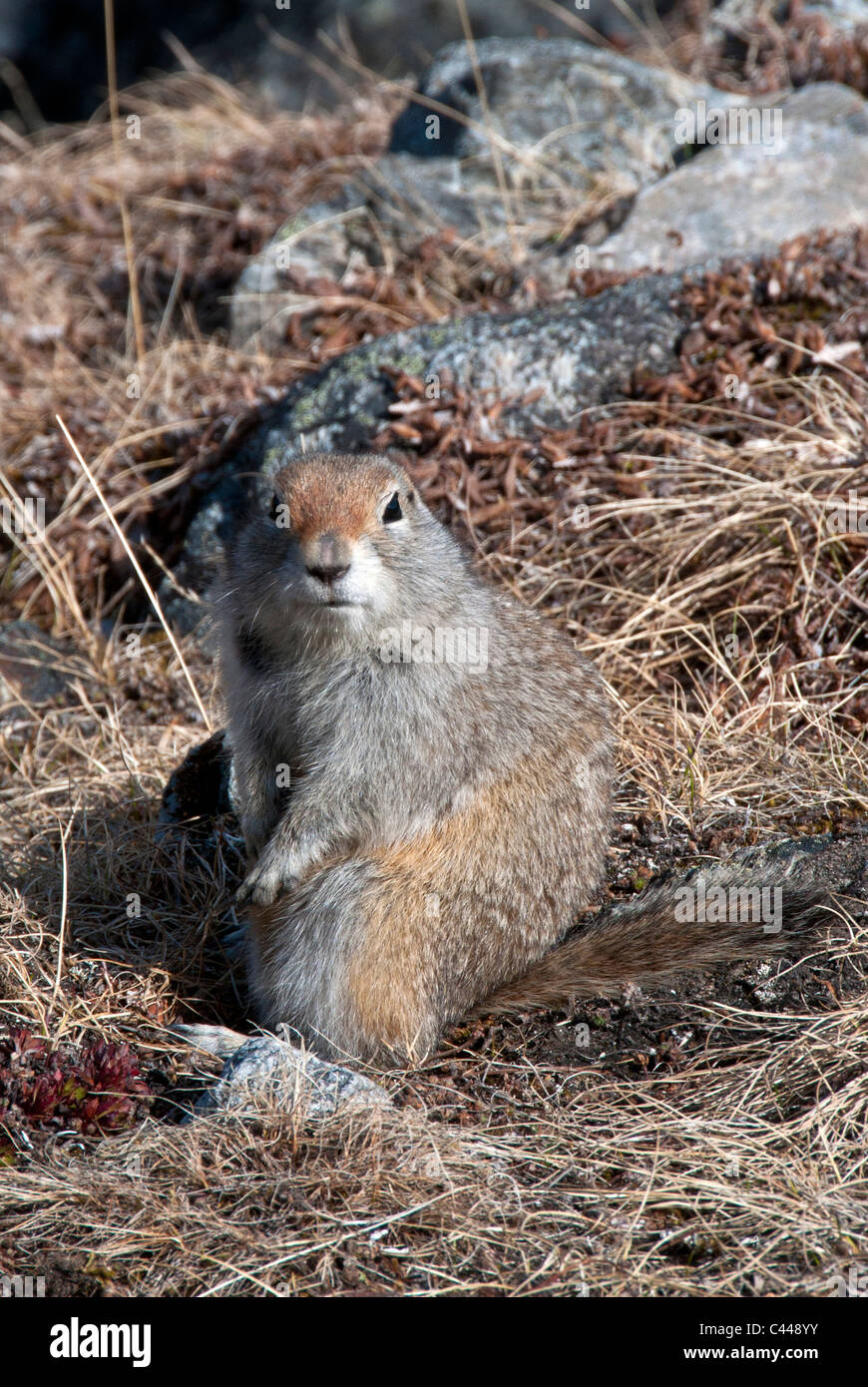 arctic ground squirrel, Denali National Park, Alaska, North America ...