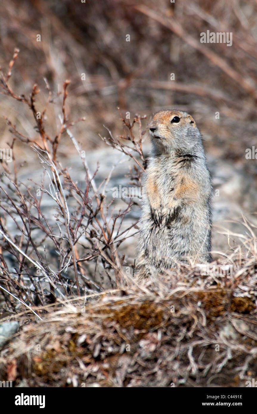 arctic ground squirrel, Denali National Park, Alaska, North America ...