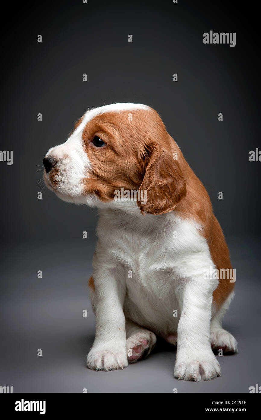 Welsh Springer Spaniel puppies Stock Photo - Alamy