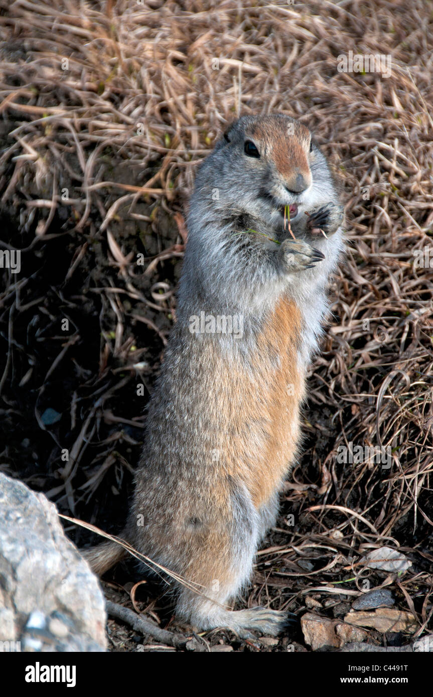 Arctic squirrel denali hi-res stock photography and images - Alamy