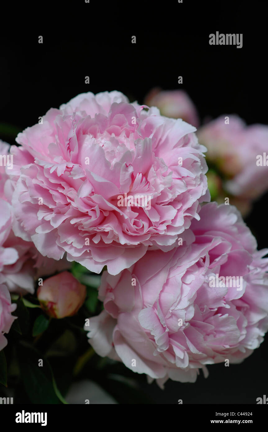 Best peony to plant hi-res stock photography and images - Alamy