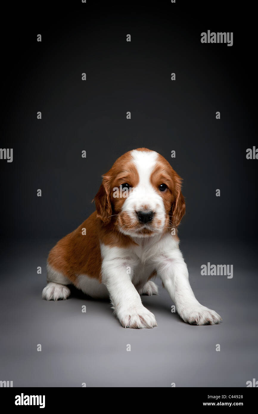 Welsh Springer Spaniel Puppy High Resolution Stock Photography and ...